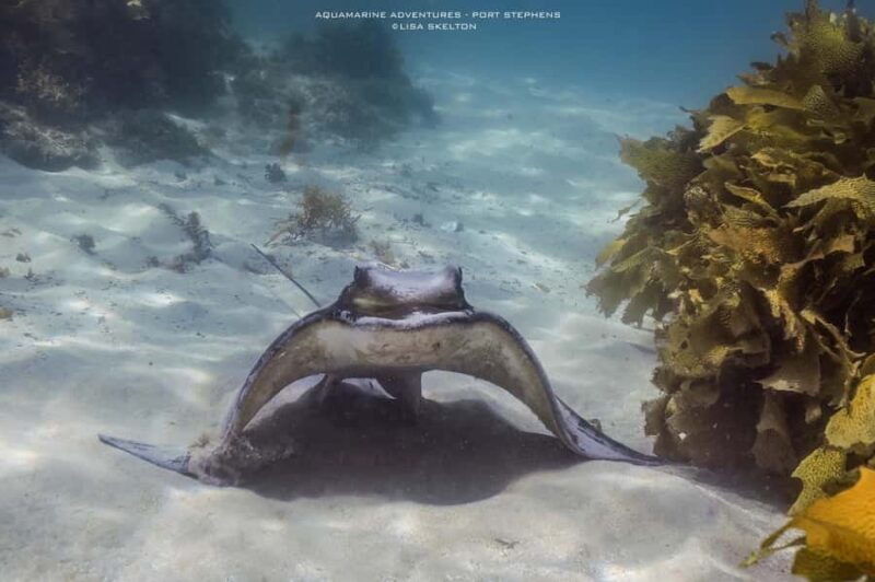 Port Stephens: Port Stephens Island Snorkel Adventure Cruise - What to Bring and Considerations