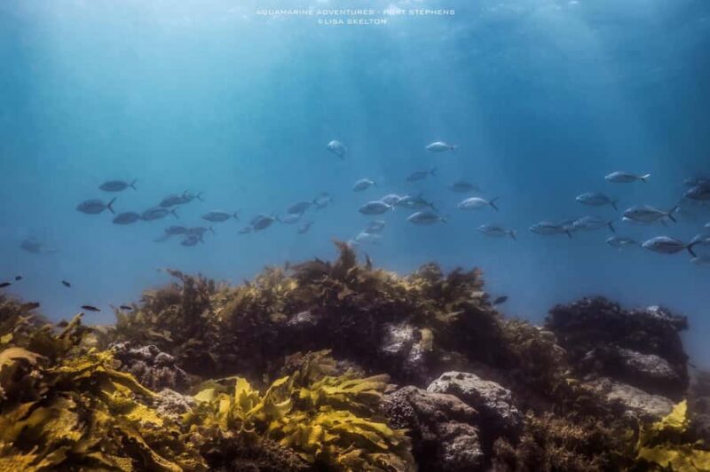 Port Stephens: Port Stephens Island Snorkel Adventure Cruise - Pricing and Value