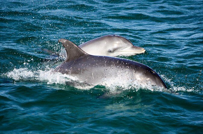 Port Stephens: Splash 'n' Slide Dolphin Cruise - Scenic Views of the Headlands