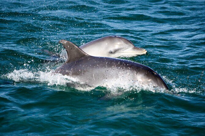 Port Stephens: Splash 'n' Slide Dolphin Cruise - Authentic Feedback from Travelers