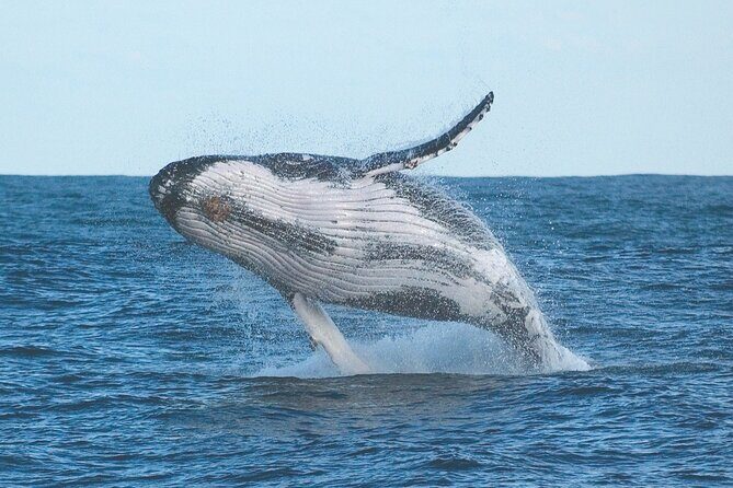 Port Stephens + Whale Watching + 4WD/Sandboarding ex Sydney - Starting Early for a Full-Day Escape