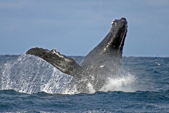 Port Stephens + Whale Watching + 4WD/Sandboarding ex Sydney - D’Albora Marinas: Lunch & Leisure