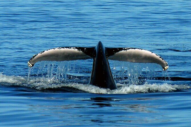 Port Stephens + Whale Watching + 4WD/Sandboarding ex Sydney - Birubi Beach: Relaxation & Scenic Walks