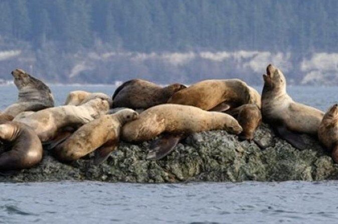 Port Townsend Wildlife Watching Cruise - Practical Tips for a Smooth Trip