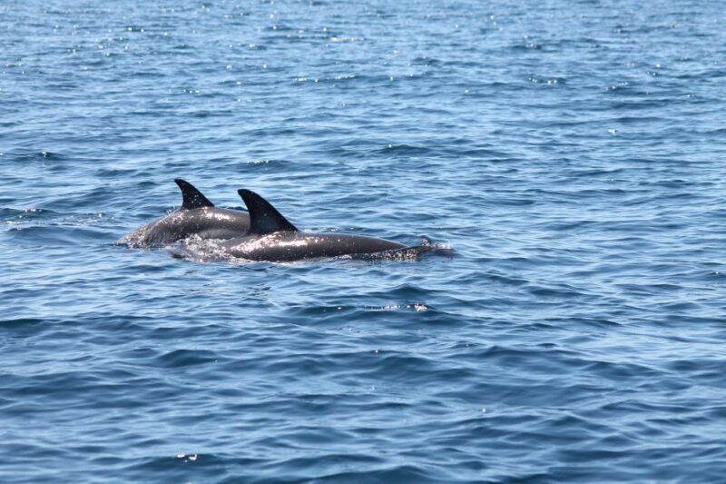 Portimão: 2-Hour Dolphin Watching Boat Tour - Introduction