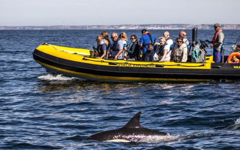 Portimão: 2-Hour Dolphin Watching Boat Tour - Key Points