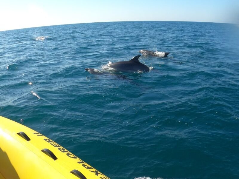 Portimão: 2-Hour Dolphin Watching Boat Tour - Analyzing the Value