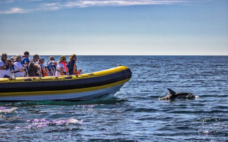 Portimão: 2-Hour Dolphin Watching Boat Tour - Practical Tips for Travelers
