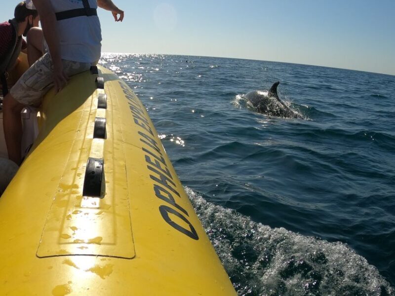 Portimão: 2-Hour Dolphin Watching Boat Tour - Authentic Experiences and Guest Feedback