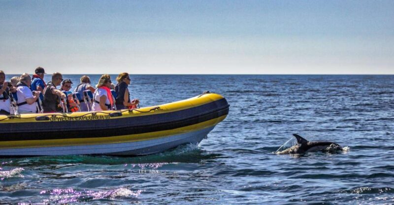 Portimão: 2-Hour Dolphin Watching Boat Tour - Who Will Enjoy This Tour?