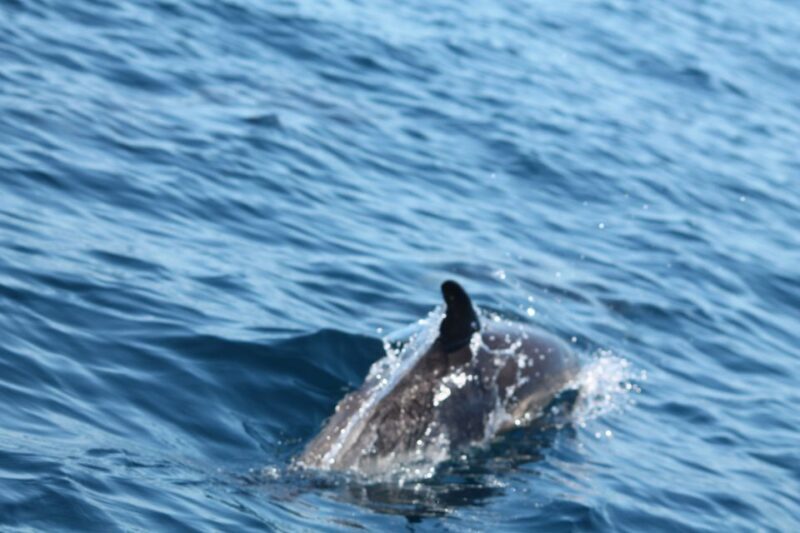 Portimão: 2-Hour Dolphin Watching Boat Tour - The Sum Up