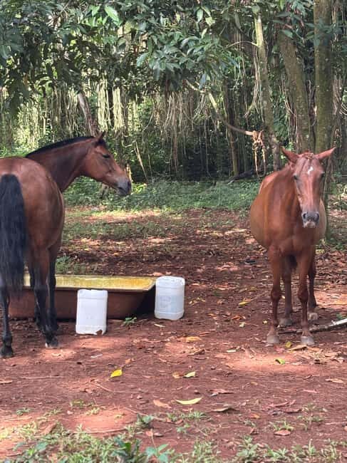 Portland, Jamaica: Horseback Riding Tour - Key Points