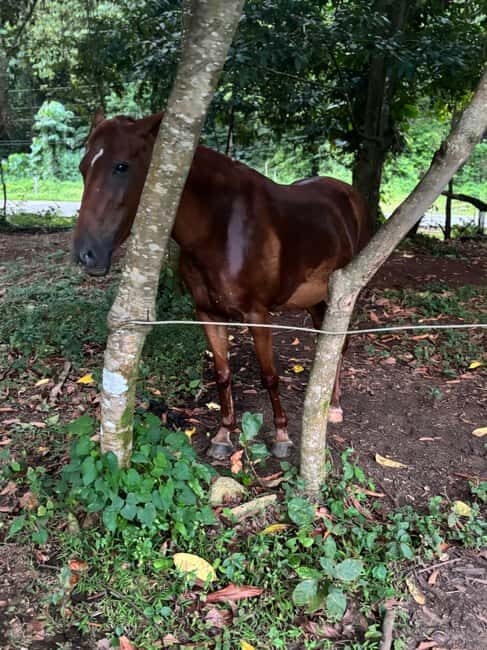 Portland, Jamaica: Horseback Riding Tour - Is It Worth the Cost?