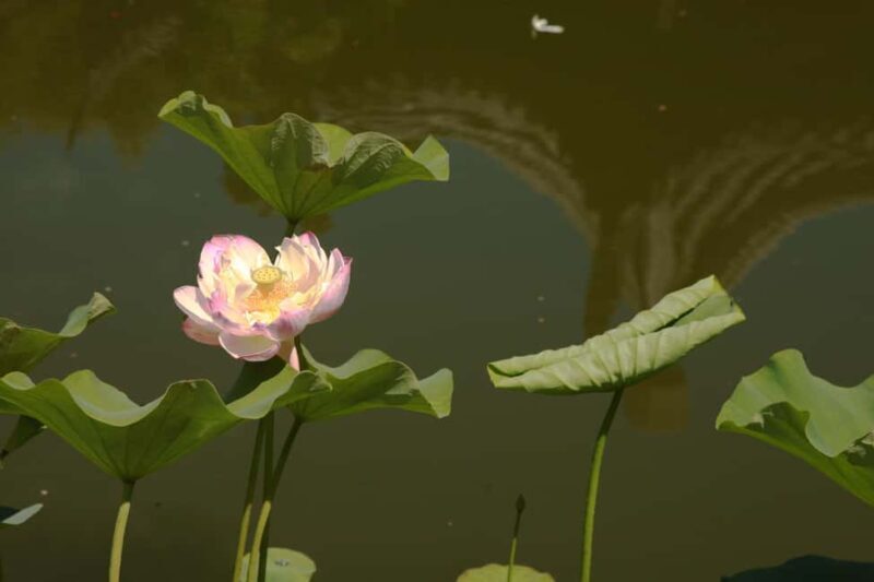 Portland: Lan Su Chinese Garden General Admission Ticket - The Sum Up: Why Visit Lan Su Chinese Garden?