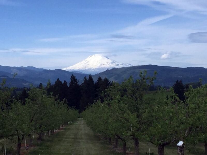 Portland: Mount Hood Wine and Waterfalls Full-Day Tour - Wine Tasting and Lunch