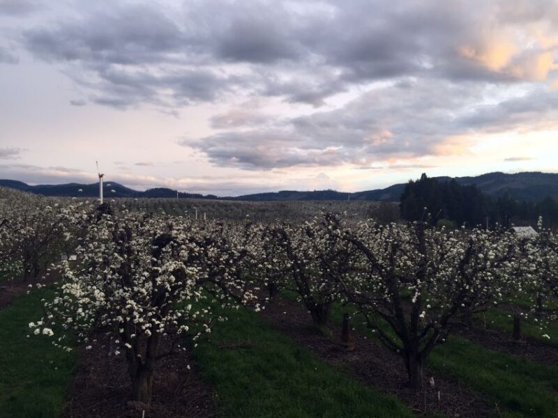 Portland: Mount Hood Wine and Waterfalls Full-Day Tour - Visiting Additional Wineries