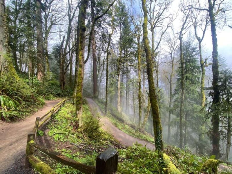 Portland Oregon: Forest Park Guided Hike with Witches Castle - Who Should Consider This Tour?