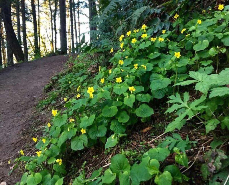 Portland Oregon: Forest Park Guided Hike with Witches Castle - The Sum Up