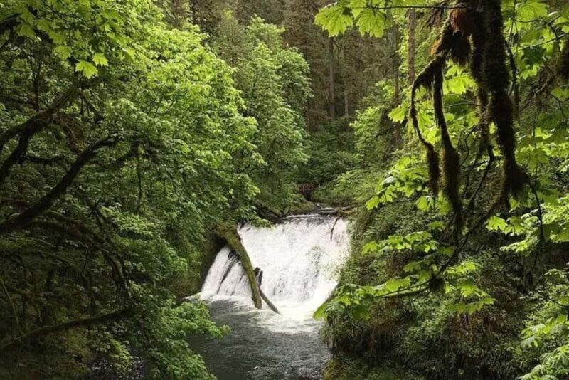 Portland: Silver Falls State Park Waterfall Hike - Who Should Consider This Tour?
