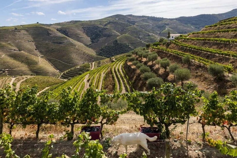 Porto: Dão Wineries Tour with Wine Tasting, Lunch and Cheese - Frequently Asked Questions