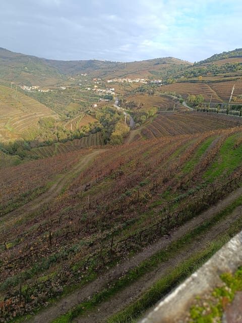 Porto: Douro valley 2 farms with wine tasting and lunch - An Authentic Taste of the Douro Valley: What to Expect