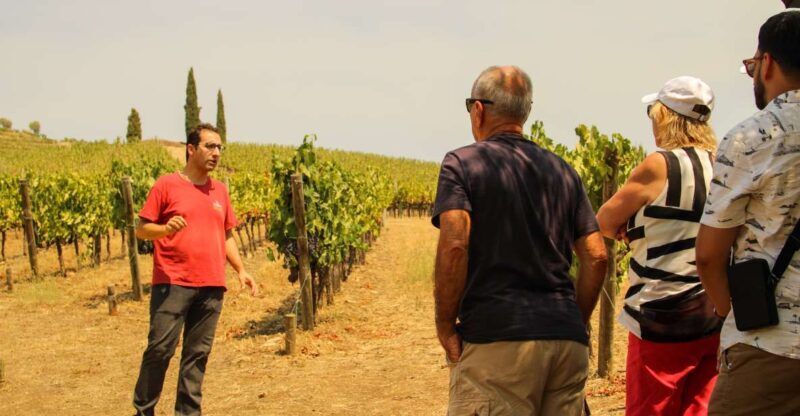 Porto: Douro Valley History & Wine Tour with Cruise & Lunch - The Highlights of the Itinerary