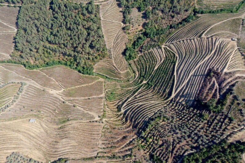 Porto: Douro Valley Tour w/ 3 Tastings, Lunch, & Opt. Cruise - A Deep Dive into the Douro Valley Tour