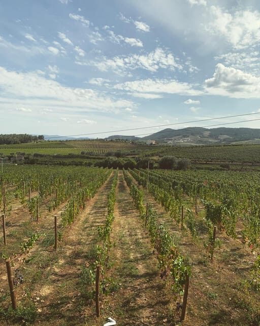 Porto: Douro Valley Tour w/ 3 Tastings, Lunch, & Opt. Cruise - Who Should Consider This Tour?
