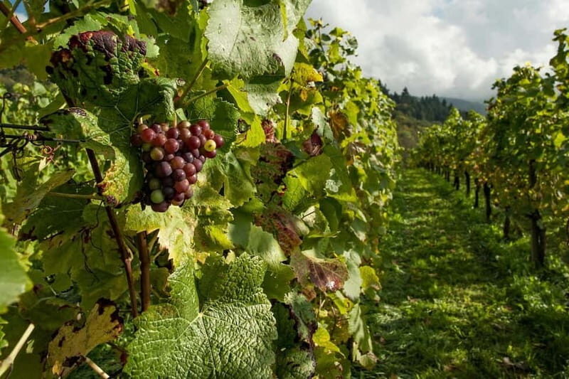 Porto: Douro Valley Tour with 2 Wineries, Lunch, & Boat Trip - Post-Lunch & the Second Winery Visit