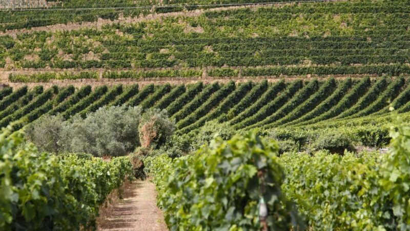 Porto: Douro Valley Tour with 2 Wineries, Lunch, & Boat Trip - The Return & Overall Experience