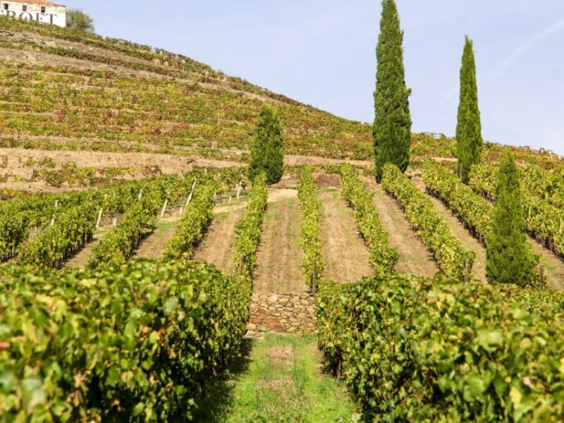 Porto: Douro Valley Tour with 3 vineyards and lunch. - Key Points