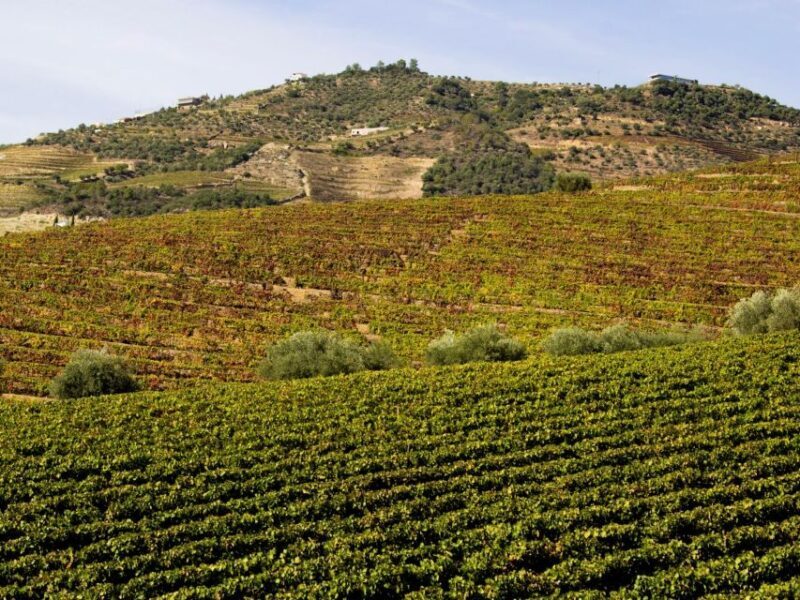 Porto: Douro Valley Tour with 3 vineyards and lunch. - The Sum Up