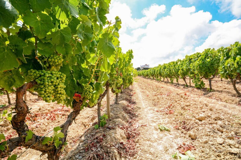 Porto: Douro Valley Wine & History Tour with Cruise & Lunch - Key Points