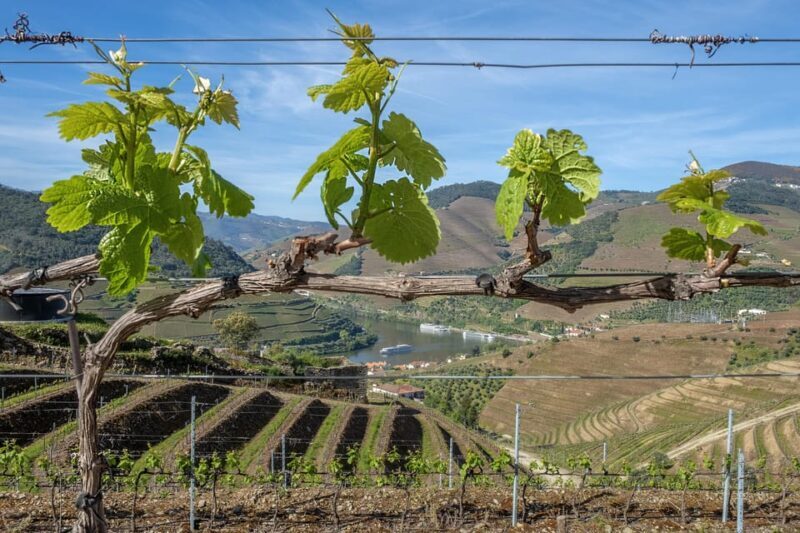 Porto: Douro Valley Wine Tour with a Sommelier & Boat Trip - Final Thoughts