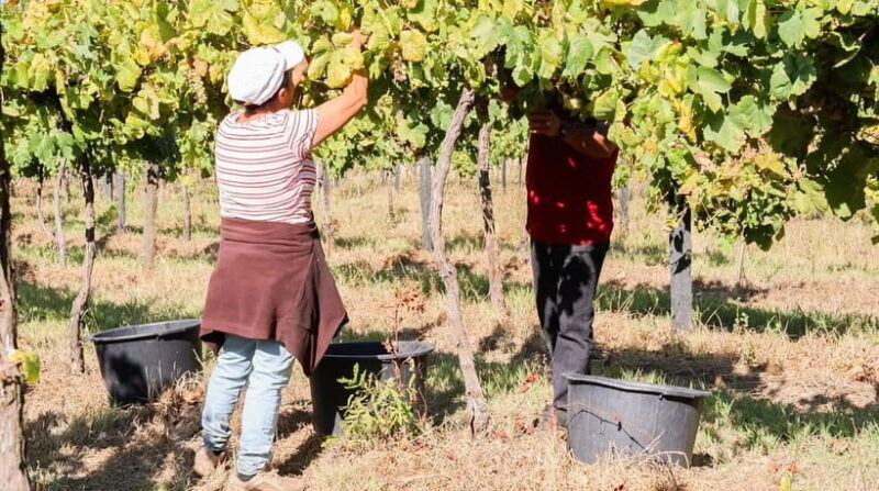 Porto: Green Wine Tasting and visit - FAQ
