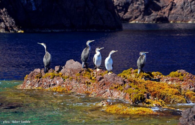 Porto: Half-Day Cruise Scandola Reserve & Calanche de Piana - Why This Tour Is Worth Considering