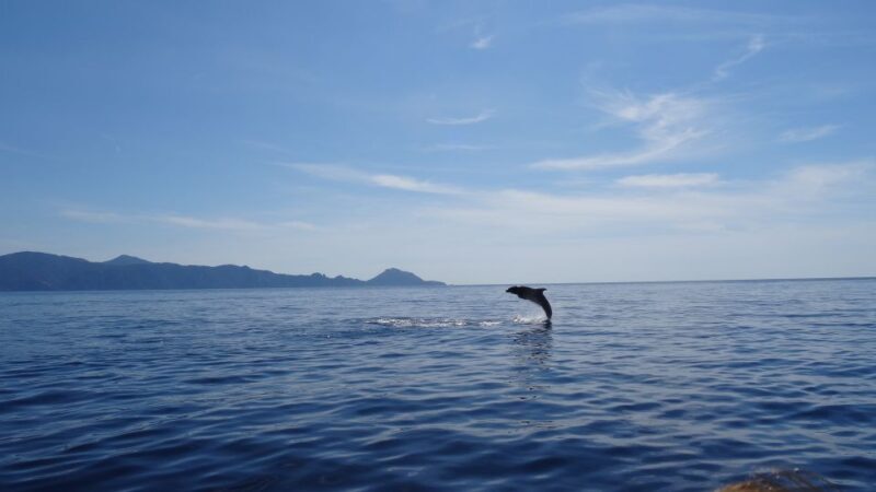 Porto: Half-Day Cruise Scandola Reserve & Calanche de Piana - Scenic Highlights