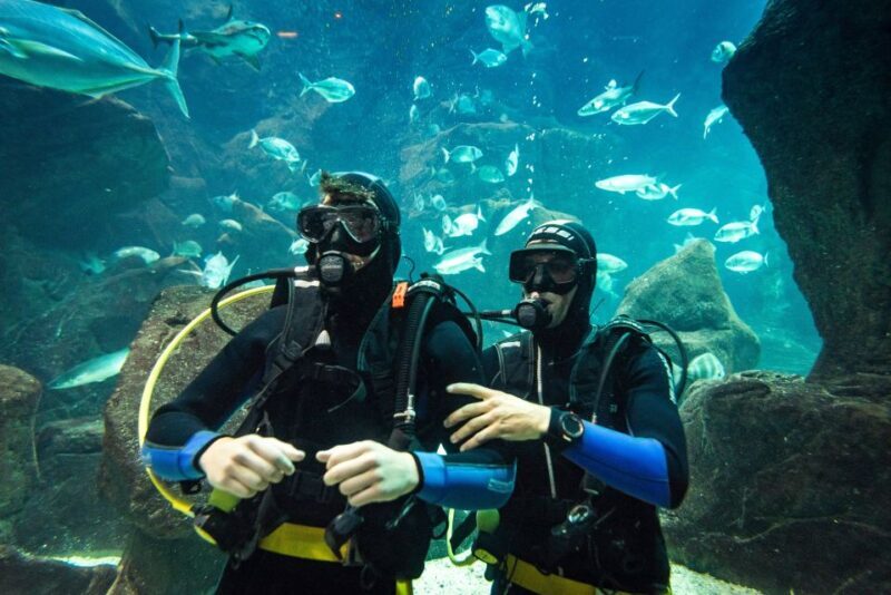 Porto Moniz: Diving with Sharks and Rays in Madeira Aquarium - Key Points