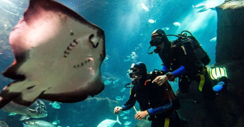 Porto Moniz: Diving with Sharks and Rays in Madeira Aquarium - An In-Depth Look at the Madeira Aquarium Diving Experience