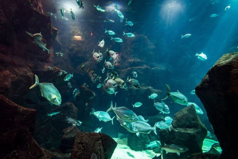 Porto Moniz: Diving with Sharks and Rays in Madeira Aquarium - What You Can Expect During the Experience