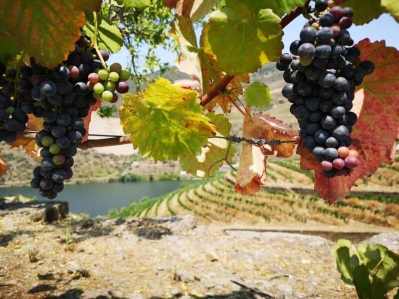 Porto: Private tour of the Douro Valley and schist village. Exclusive program - Exploring the Itinerary