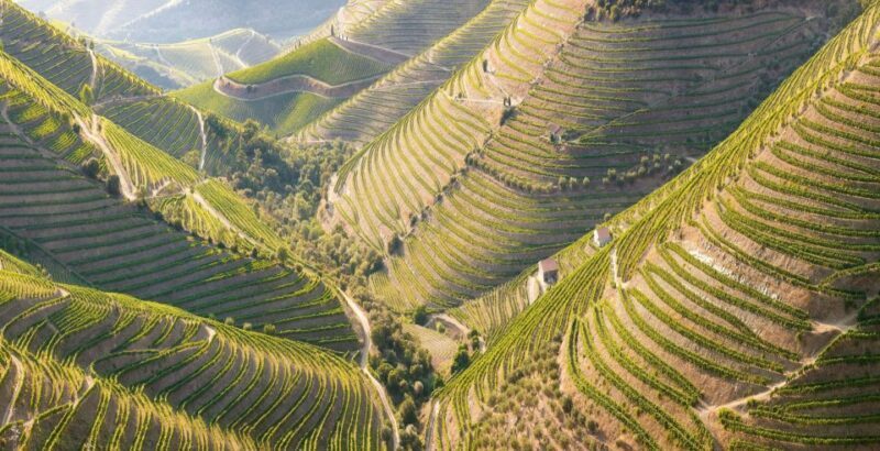 Porto: Private Tour - Wineries, Tastings, Picnic, boat trip - Key Points