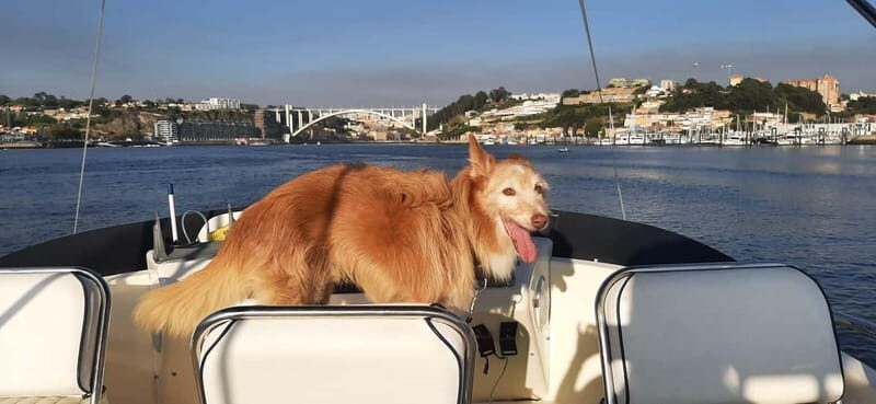 Porto: Private Yacht Tour on Douro River - up to 12 people - Final Thoughts