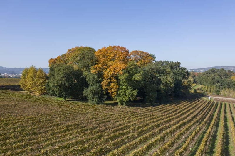 Porto: Qta da Aveleda Enchanted Gardens & Green Wine - Discovering Quinta da Aveleda