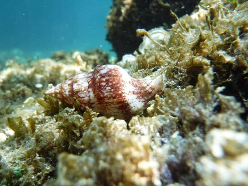 Porto Torres: Snorkeling in Balai Bay - Who Should Consider This Tour?