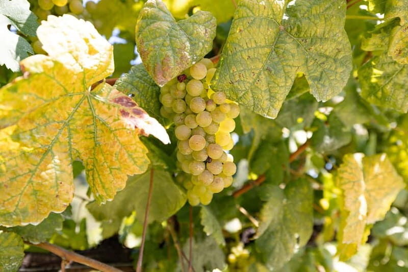 Porto Tour: Vinho Verde / Braga / Guimarães - Thorough Breakdown of the Itinerary