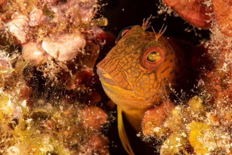 Porto-Vecchio: beginner diving in the Cerbicale Islands in the reserve - An Honest Look at the Tour