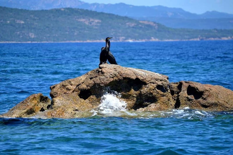Porto-Vecchio : Boat Trip to Lavezzi, Caves & Bonifacio - Who Should Consider This Tour?