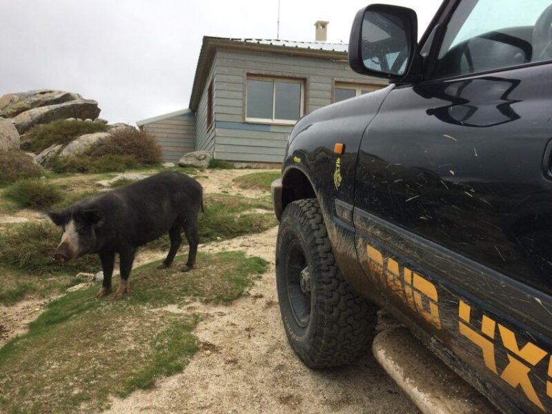 Porto Vecchio: Cuscionu Plateau & Alta Rocca 4x4 Tour - What Makes This Tour Special?