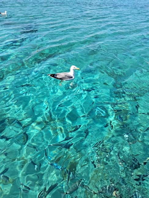 Porto-Vecchio : Discover Nature Through the Lavezzi Islands - Scenic Return Along Porto-Vecchio’s Coast